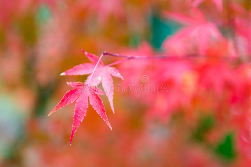 Close up red maple leave stock photo. Image of japan - 174171418