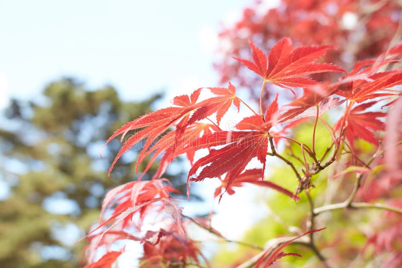 Close Up of Red Maple Tree. Red Maple Leaf with a Textured Stone ...