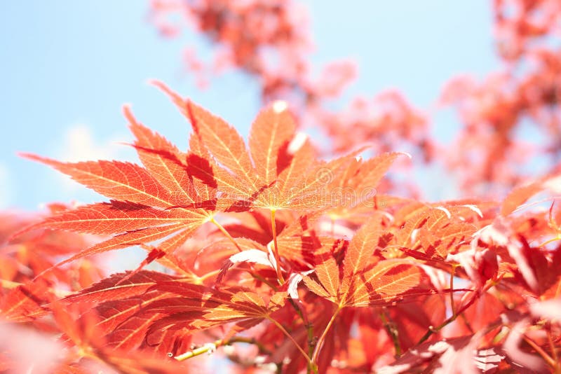 Close Up of Red Maple Tree. Red Maple Leaf with a Textured Stone ...