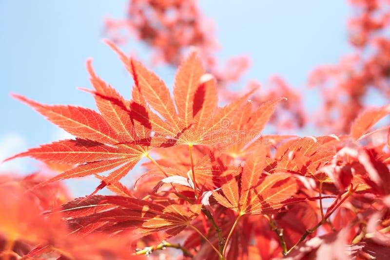 Close Up of Red Maple Tree. Red Maple Leaf with a Textured Stone ...