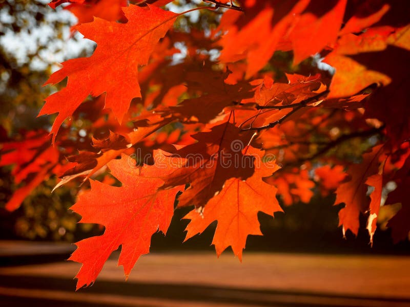 Red maple tree stock image. Image of leaf, bright, autumn - 128767753