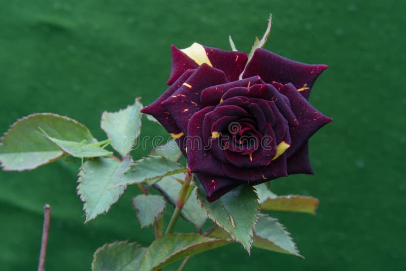 Close Up of Red Maroon Rose Flower in Full Bloom Stock Image - Image of ...