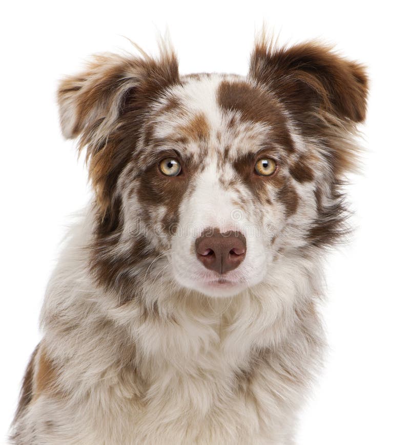 Cute Red Merle Rough Collie