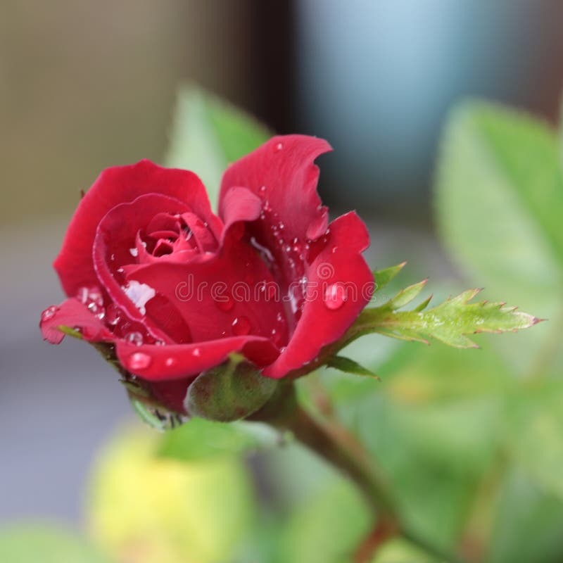 Close Up of Red Mini Rose Flower Stock Image - Image of flora, fresh ...