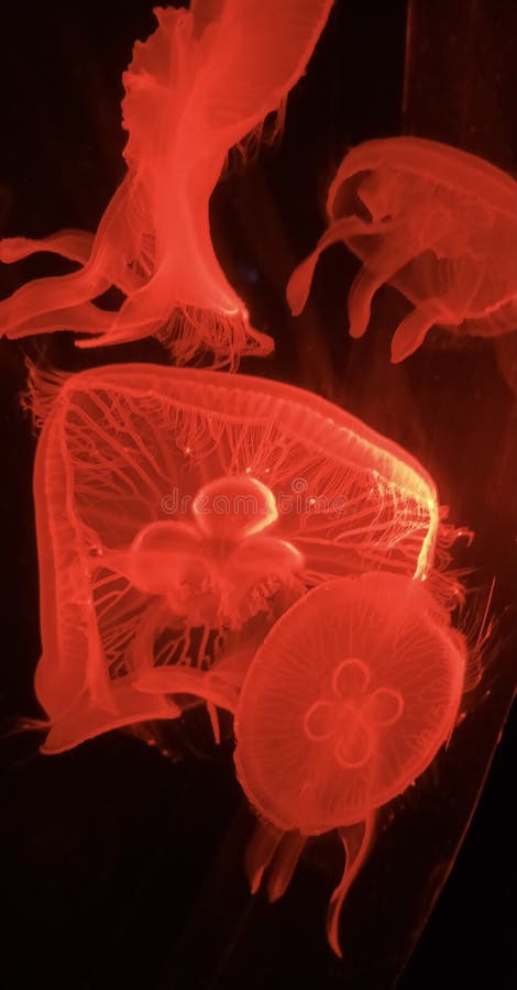 Close-up of Red Moon Jellyfish Stock Image - Image of jellyfish ...