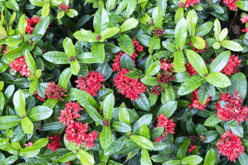 Close-up of Red Needle Flower, Needle Flower with Green Leaves ...