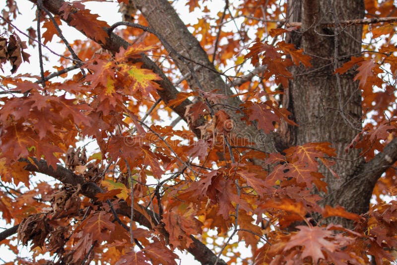Close-up of a Red Oak Tree in Autumn, Perfect for Wallpapers and ...