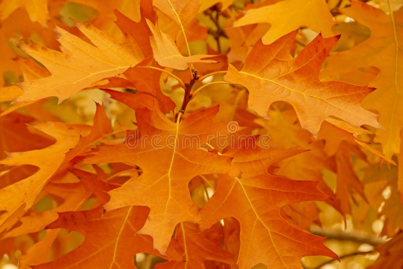 Close Up of Red Oak Tree Foliage Stock Image - Image of autumn, brown ...