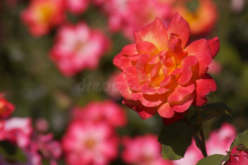 Close up Red Orange Roses stock photo. Image of natural - 9752846