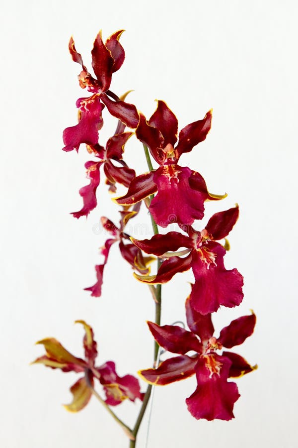 Close-up of red orchids stock image. Image of blossom - 55377729