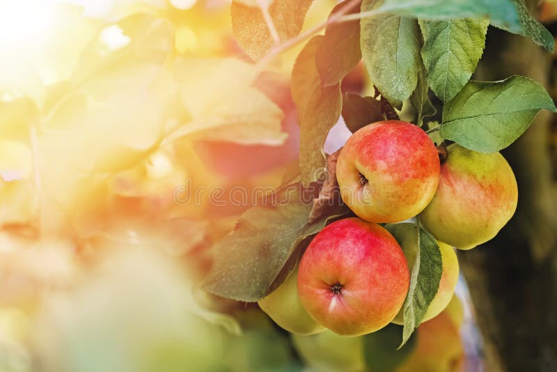 Close-up of Red Organic Apples on the Tree in Warm Light, Fall Harvest ...