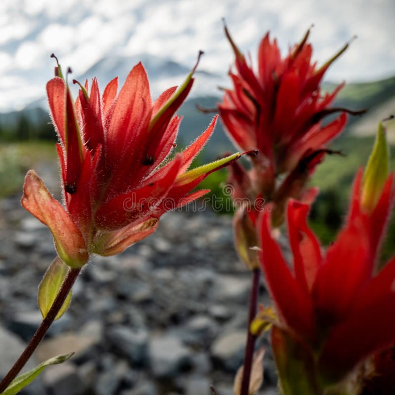 Close Up of Red Paintbrush Blooms in Mount Rainier Stock Photo - Image ...