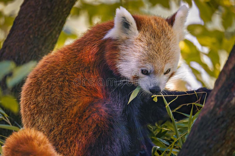 Red Panda Eating Bamboo on a Tree Stock Image - Image of panda, foliage ...