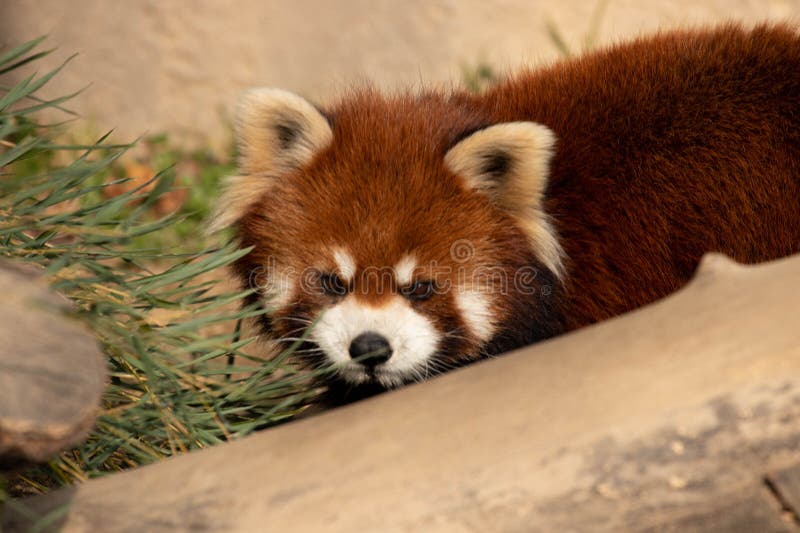 Close Up Red Panda, Lesser Panda Stock Image - Image of natural, bamboo ...