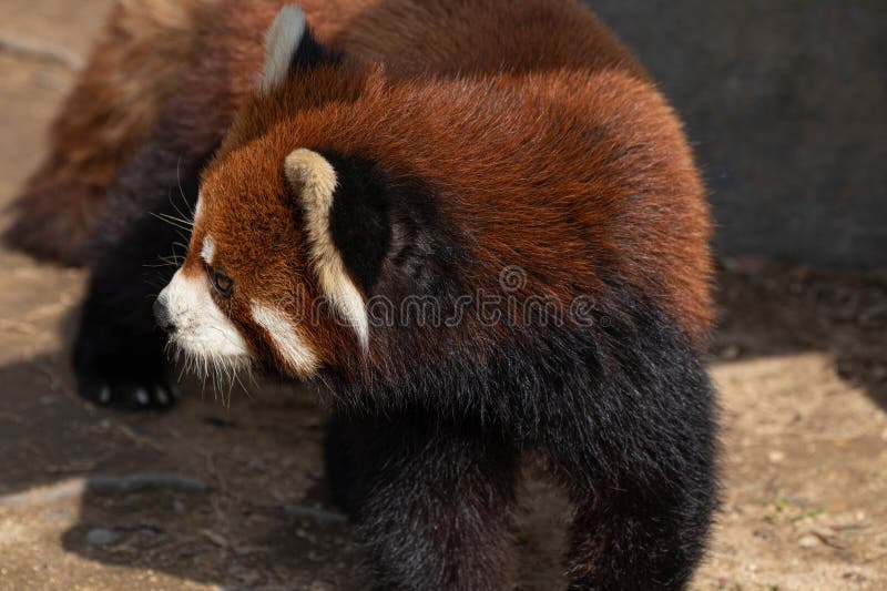 Close Up Red Panda, Lesser Panda Stock Photo - Image of fauna, china ...