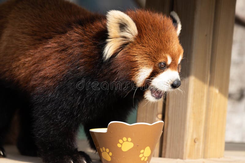 Close Up Red Panda, Lesser Panda Stock Photo - Image of baby, tail ...