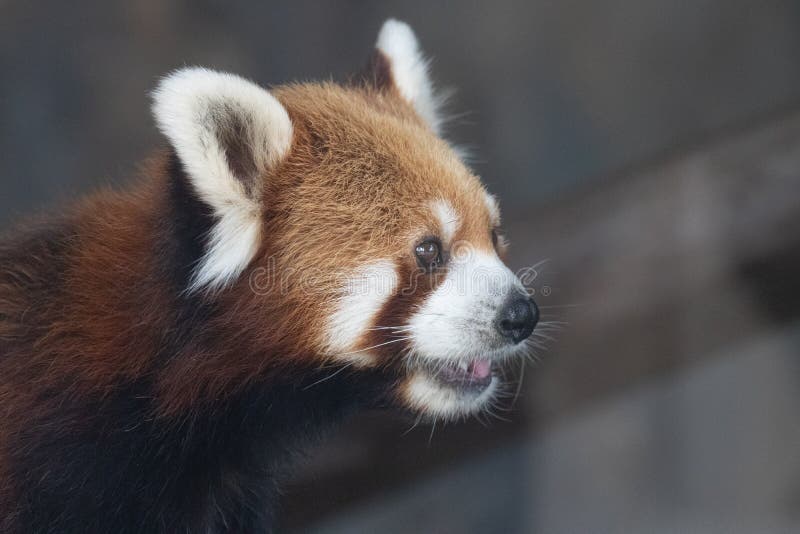 Close Up Red Panda Portrait Stock Photo - Image of panda, lesser: 259197900