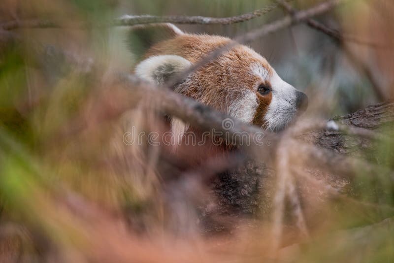 Close Up of a Red Panda Resting on a Branch Stock Photo - Image of ...