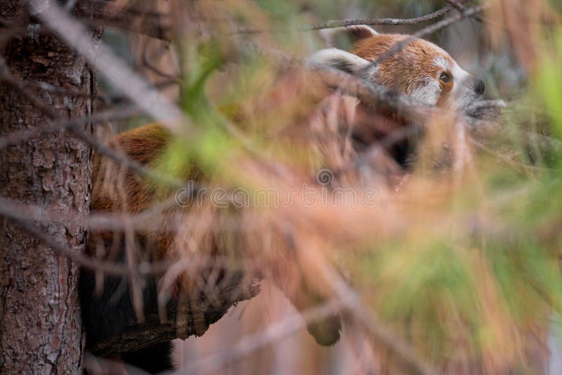 Close Up of a Red Panda Resting on a Branch Stock Photo - Image of ...