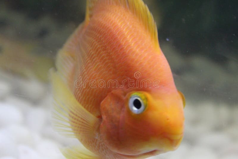 Close Up of Red Parrot Cichlid. Stock Image - Image of flying, white ...