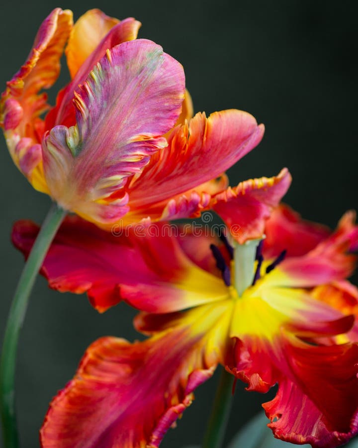 Close up red parrot tulip stock image. Image of bloom - 219053397