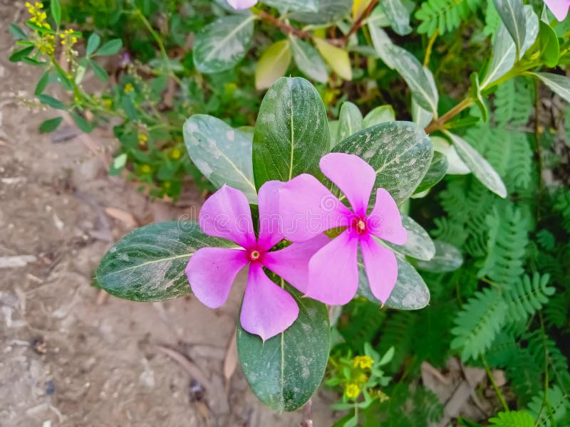 Close Up of Red Periwinkle Flower. Stock Photo - Image of leaf, floral ...