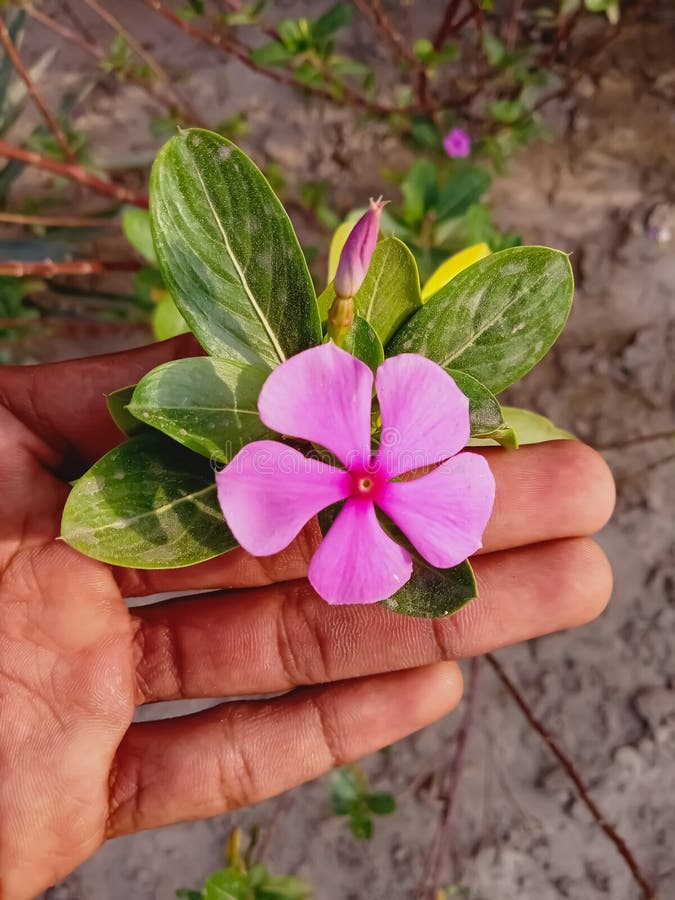 Close Up of Red Periwinkle Flower. Stock Image - Image of colorful ...