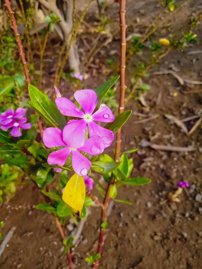 Close Up of Red Periwinkle Flower. Stock Photo - Image of leaf, floral ...