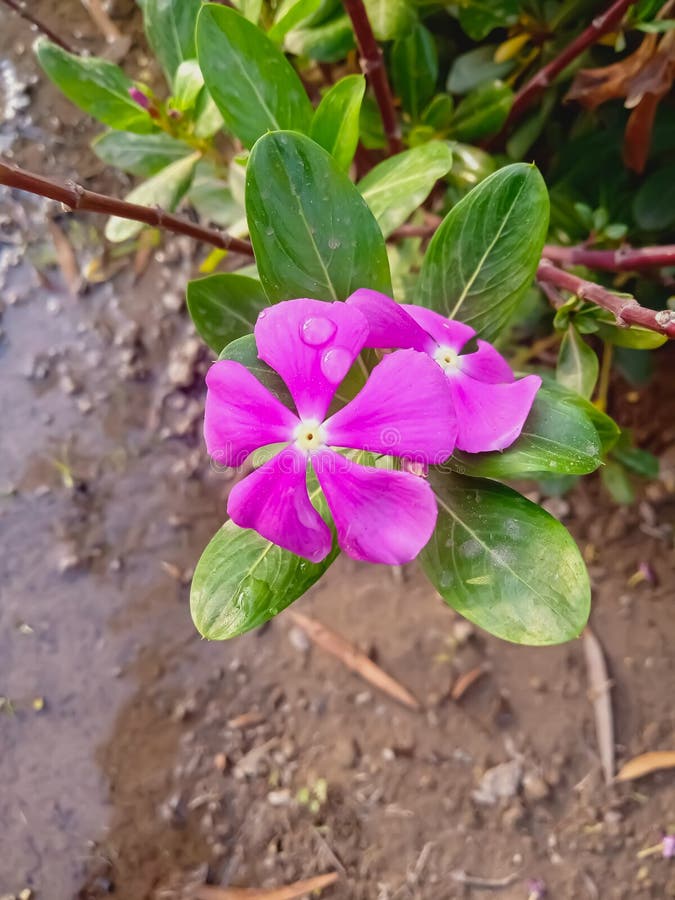 Close Up of Red Periwinkle Flower. Stock Photo - Image of water, nature ...