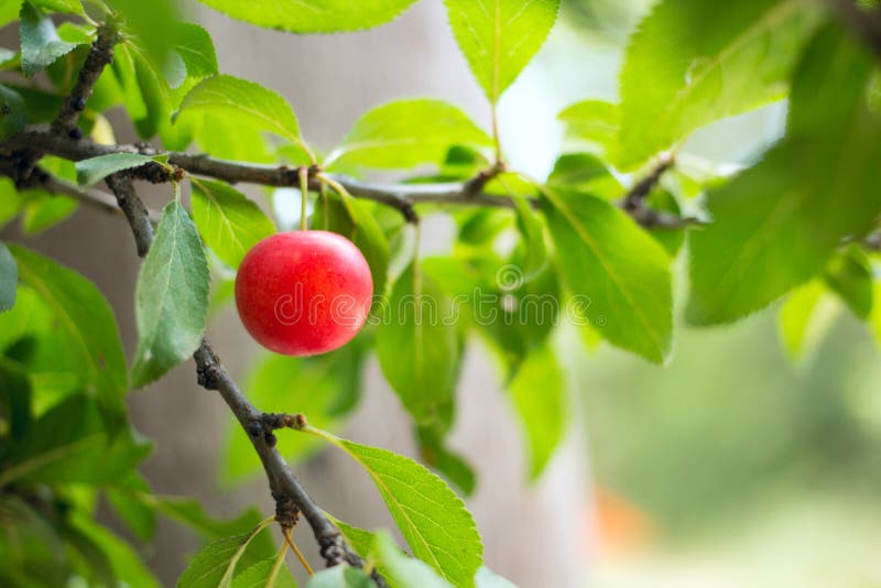 Close Up Red Plum on Branch Stock Image - Image of outdoor, prunus ...