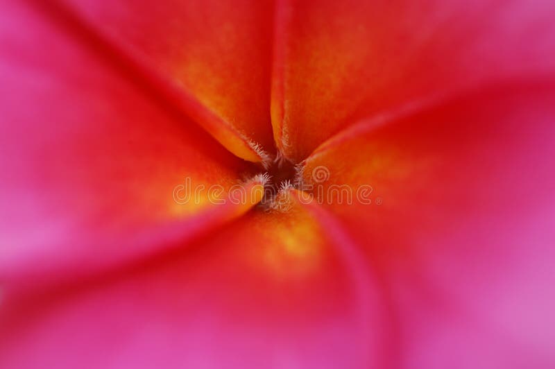 Close Up of Red Plumeria Flower Stock Photo - Image of sharp, flower ...