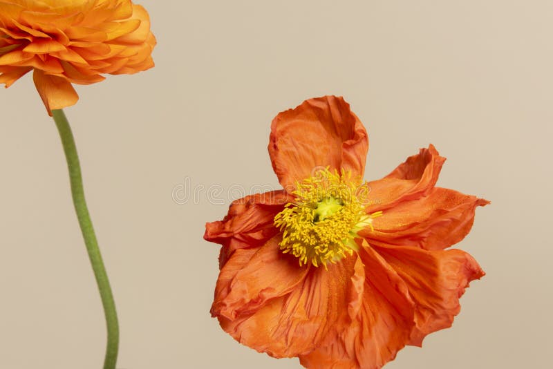 Close Up of Red Poppy Flower on Beige Background Stock Image - Image of ...