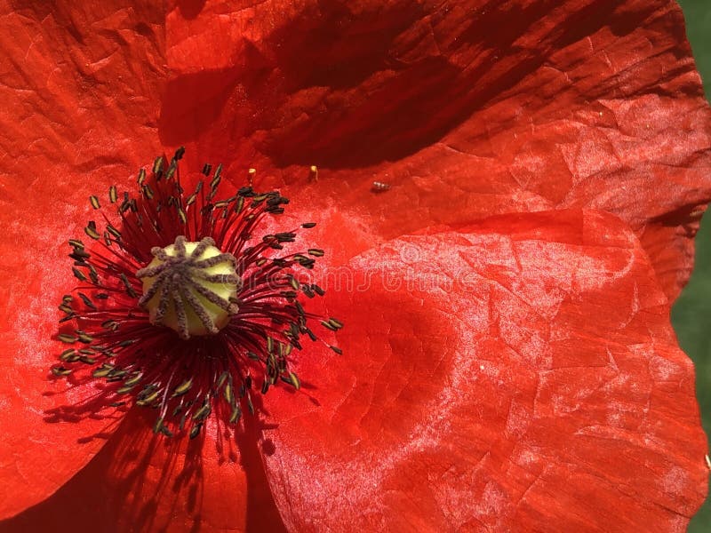 Red poppy stock photo. Image of poppy, memorial, floral - 182376694
