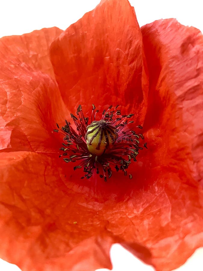 Red poppy stock photo. Image of remembrance, field, poppy - 182376750