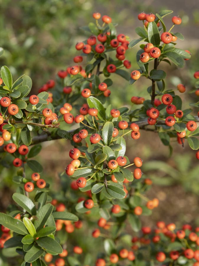 Close-up of Red Pyracantha Berries Stock Photo - Image of closeup ...