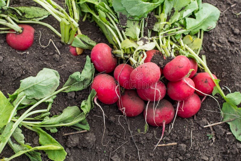 Radish Fields stock photo. Image of farm, diet, oriental - 38566470