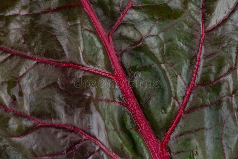 Rainbow Chard Fills Stock Photos - Free & Royalty-Free Stock Photos ...