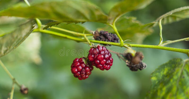 Raspberries Growing on Bush with Sun Background Stock Photo - Image of ...