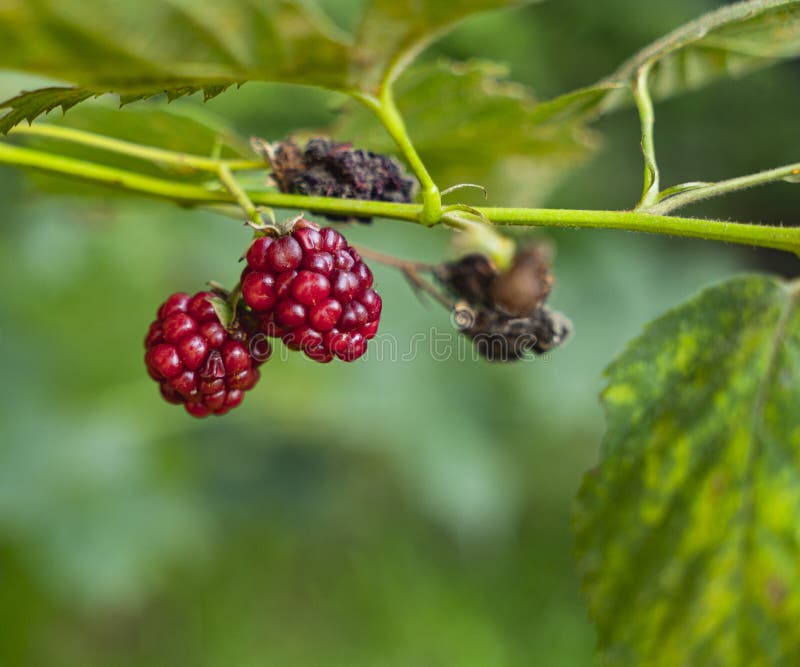 Raspberries Growing on Bush with Sun Background Stock Photo - Image of ...