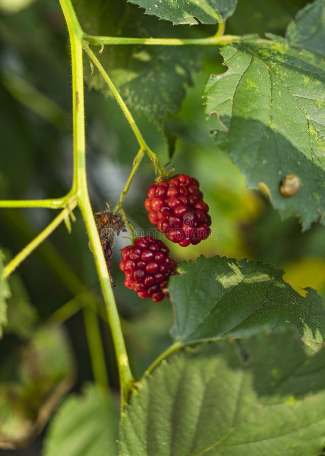Raspberries Growing on Bush with Sun Background Stock Photo - Image of ...