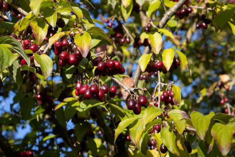 Close Up of Red and Ripe Cornelian Cherry, Also Called Cornus Mas Stock ...