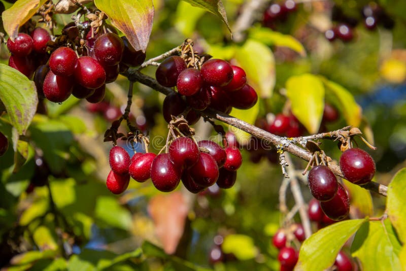 Close Up of Red and Ripe Cornelian Cherry, Also Called Cornus Mas Stock ...