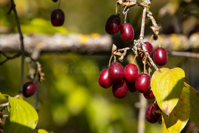 Close Up of Red and Ripe Cornelian Cherry, Also Called Cornus Mas Stock ...