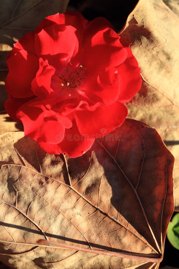 Close up on red rock rose stock image. Image of nature - 68168749