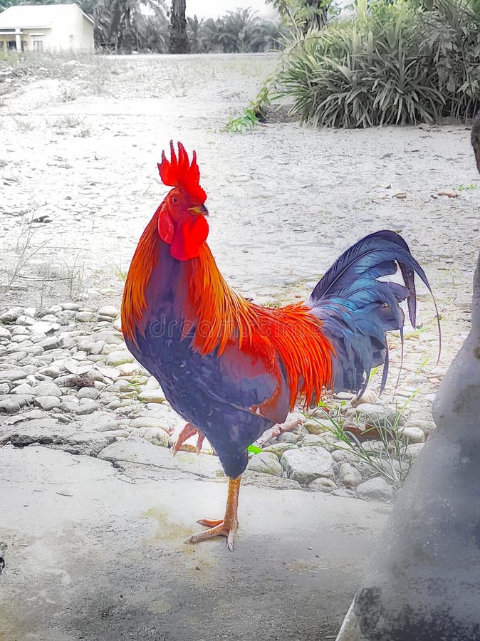 Close up red roosters stock photo. Image of close, roosters - 375411810