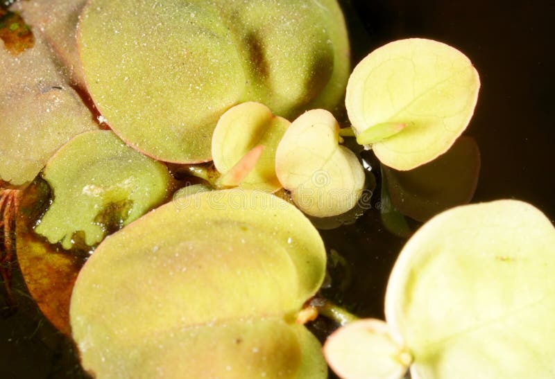 Close-up of Red Root Floating Plants (Phyllanthus Fluitans) with ...