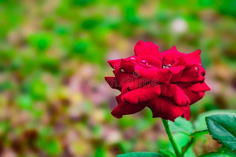 Close Up Red Rosa Flower in the Garden Stock Image - Image of bergman ...