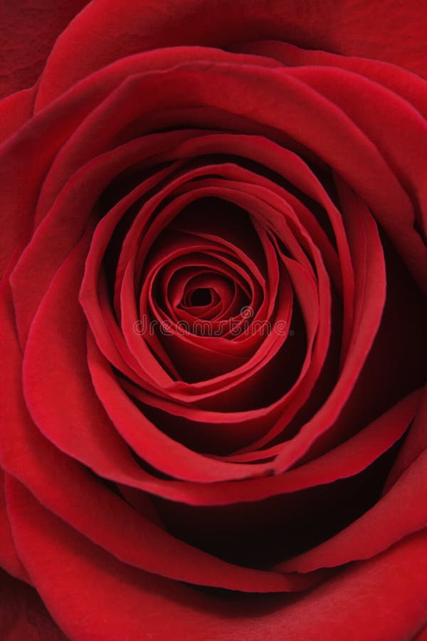 Close-up of red rose. stock photo. Image of roses, 070216q0462 - 2426254