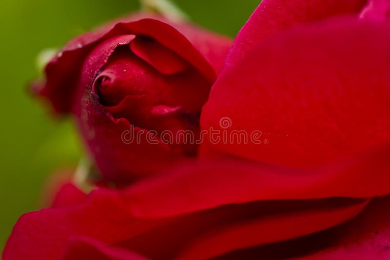 Close up of red rose stock photo. Image of feminine, affectionate - 5776588