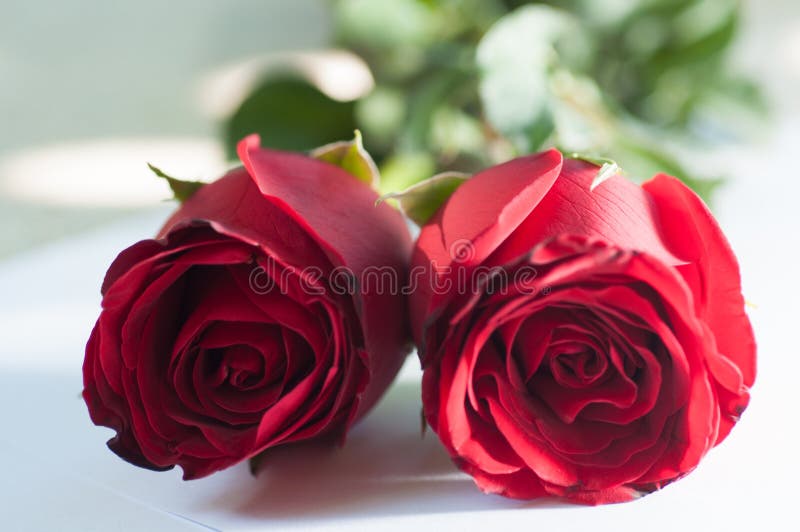 Close up red rose stock image. Image of flora, isolated - 47498013